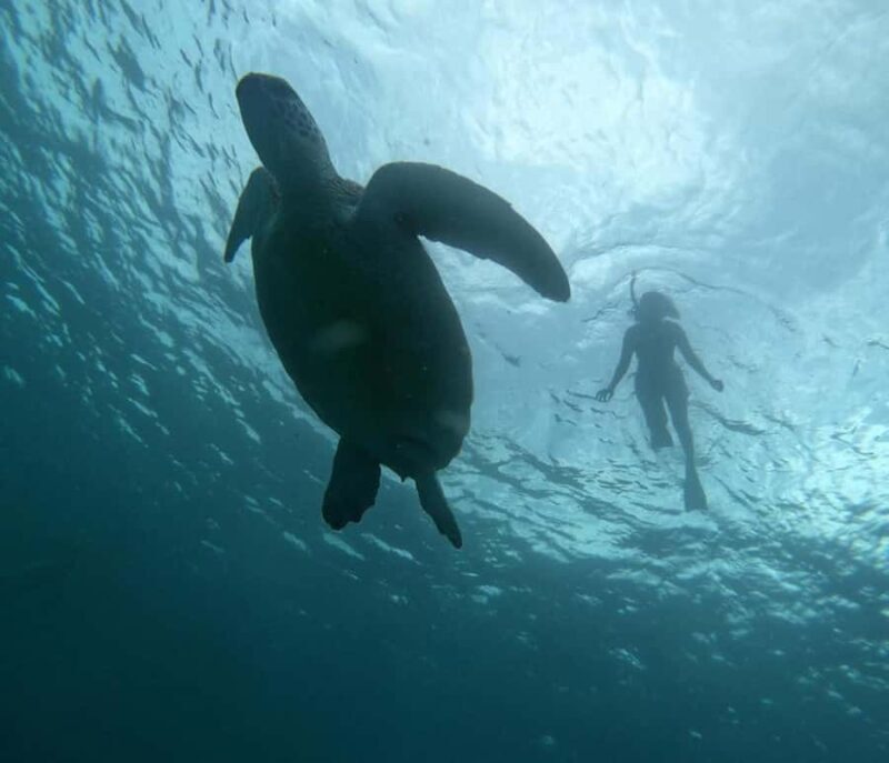 GILI T : PRIVATE SNORKELING TRIP 5 HOURS 3 GILI - Introduction: A Private Snorkeling Adventure in Gili Islands