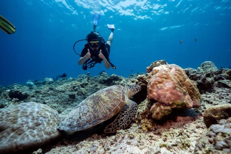 Gili Trawangan : Discovery Scuba Diving - What Makes It Special? Authentic Encounters and Expert Guidance