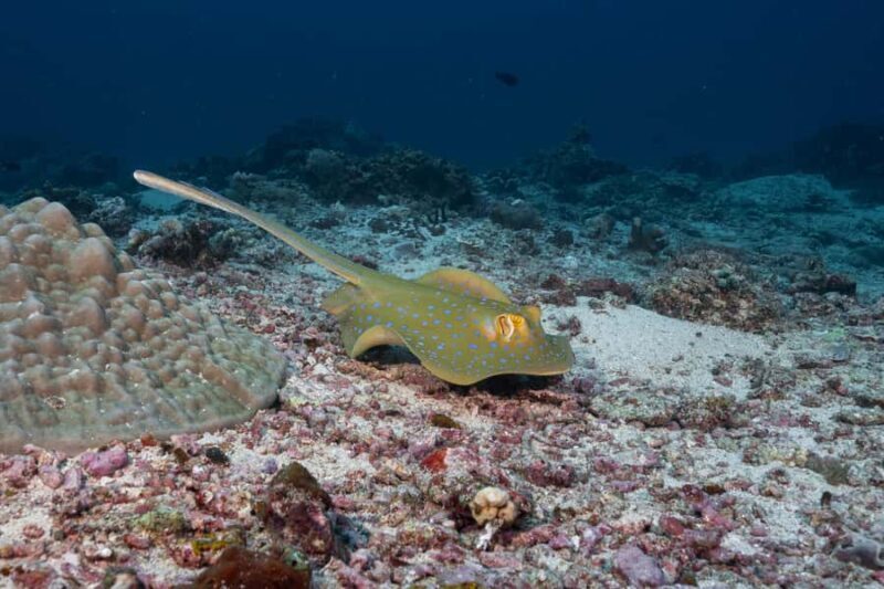 Gili Trawangan : Discovery Scuba Diving - Practical Tips for Your Gili Trawangan Discovery