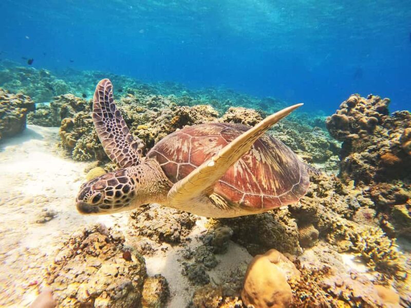 Gili Trawangan: Gili Islands Sunset Boat Tour and Snorkeling - An In-Depth Look at the Gili Trawangan Sunset Snorkeling Tour