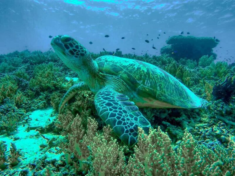 Gili Trawangan: Gili Islands Sunset Boat Tour and Snorkeling - The Sum Up