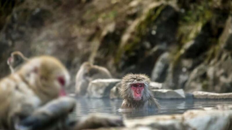 Ginzan Onsen &Zao Snow Monsters Winter 2-Day Tour From Tokyo - Who Would Enjoy This Tour?