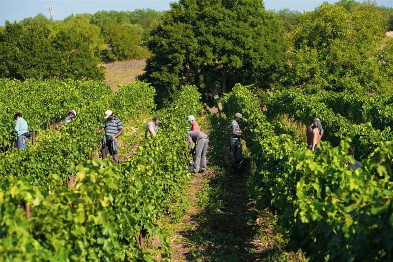Gioia del Colle: E-Bike Tour through Vineyards & Wine - Key Points