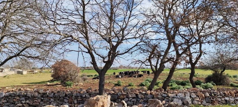 Gioia del Colle: E-Bike Tour through Vineyards & Wine - FAQ