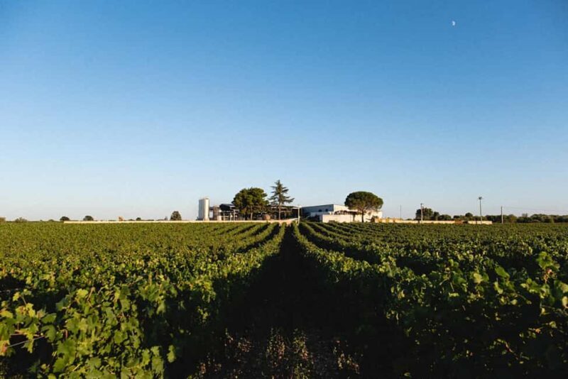 Gioia del Colle: Light Lunch with wine tasting - Introduction