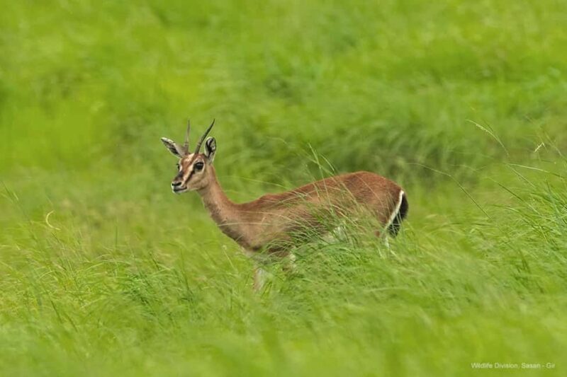 Gir National Park: Kankai Temple Safari with Hotel Pickup - A Practical Look at the Tour