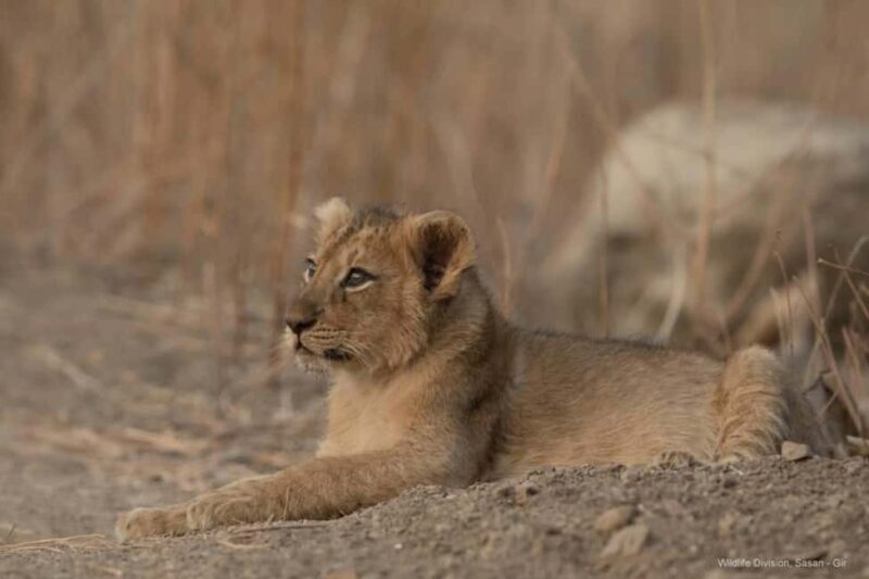 Gir National Park: Official Lion Safari with Hotel Pickup - Why This Safari Is Worth It