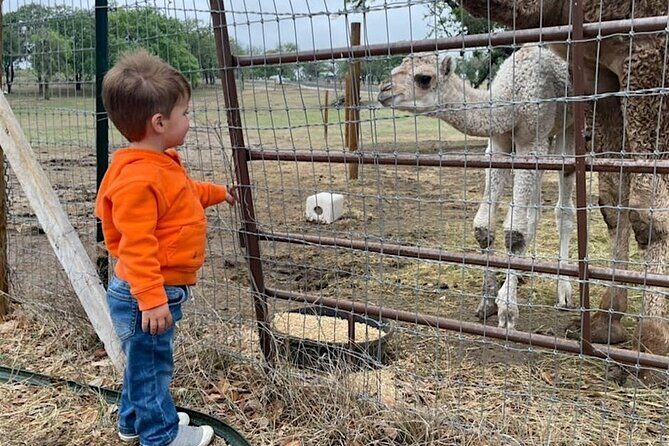 Giraffe Experience and Safari Wine Tour at Grapetown Vineyard - The Itinerary Breakdown