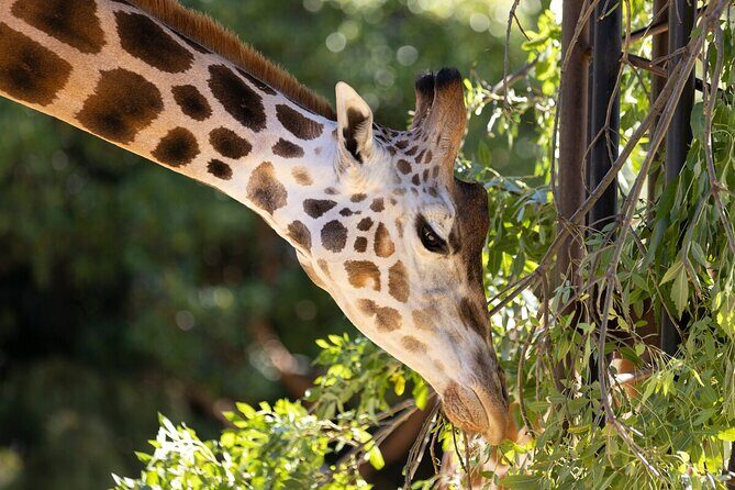 Giraffe Experience at Melbourne Zoo - excl. entry - An In-Depth Look at the Giraffe Experience