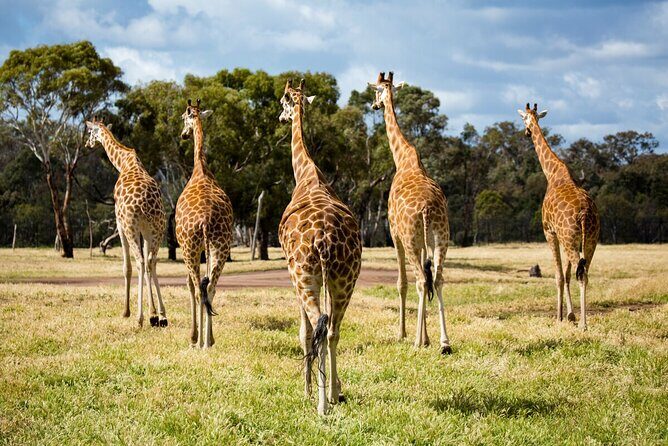 Giraffe Experience at Werribee Open Range Zoo - excl. entry - Who Should Consider This Experience?