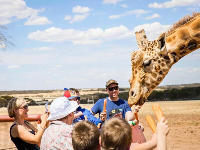 Giraffe Safari & a Day at Monarto Safari Park - Giraffe Safari & a Day at Monarto Safari Park: An Authentic Wildlife Encounter in South Australia