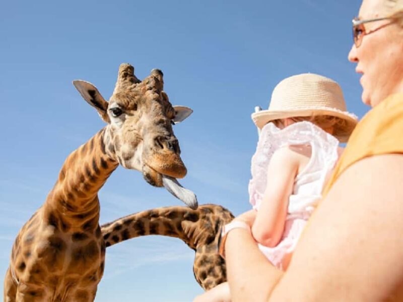 Giraffe Safari & a Day at Monarto Safari Park - An In-Depth Look at the Giraffe Safari Experience
