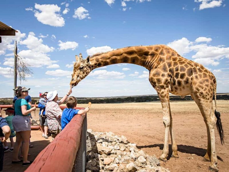 Giraffe Safari & a Day at Monarto Safari Park - Final Thoughts: Who Will Love This Tour?