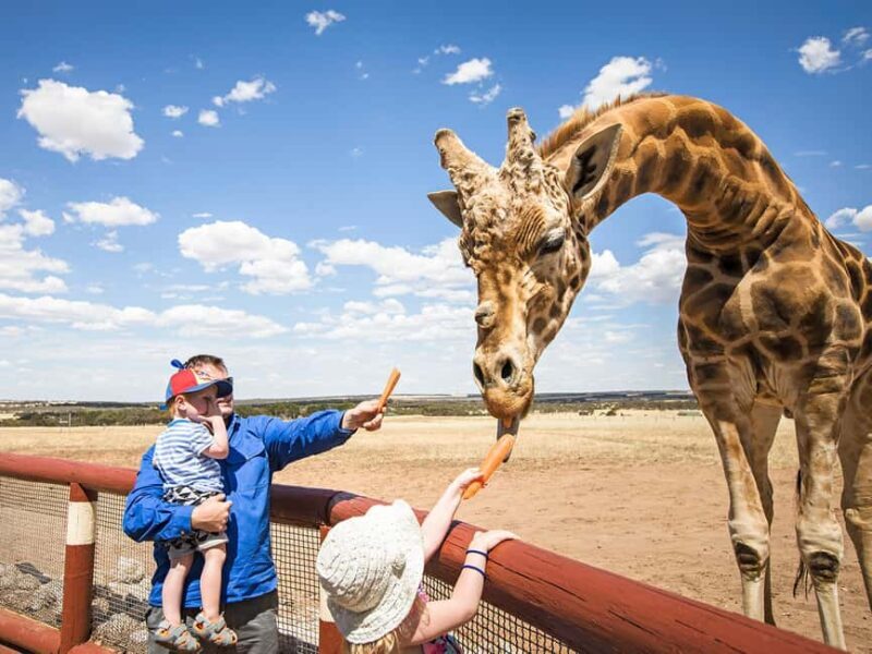 Giraffe Safari & a Day at Monarto Safari Park - FAQs