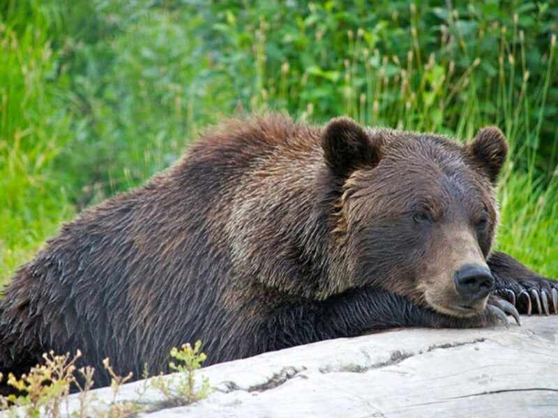 Girdwood: Bears, Trains, & Icebergs Tour - Who Will Love This Tour?