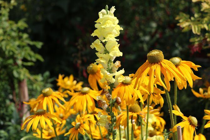 Giverny Private Half-Day Trip including Claude Monet' Gardens & House from Paris - Who Should Consider This Tour?