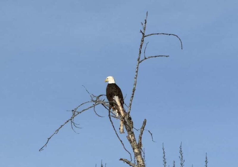 Glacier National Park: Summer Driving Tour with Lunch - Final Thoughts: Who Is This Tour Best For?