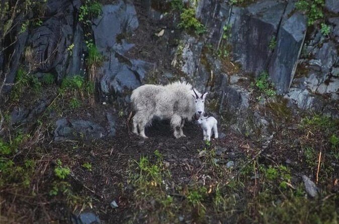 Glacier Quest Cruise and Coach Package - The Glacier Quest Cruise: Up Close with Ice and Wildlife