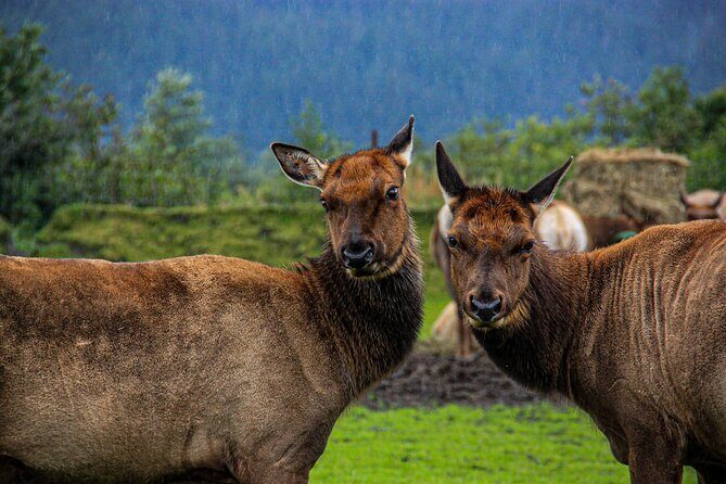 Glacier View & Wildlife Anchorage Adventure Tour - Why You’ll Love the Glacier View & Wildlife Tour