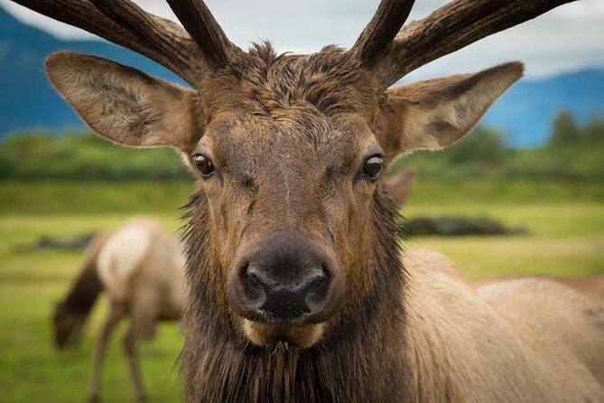 Glacier & Wildlife Discovery Tour - Alaska Wildlife Conservation Center: An Up-Close Encounter