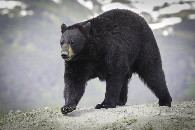 Glacier & Wildlife Discovery Tour - Panoramic Views in Chugach State Park