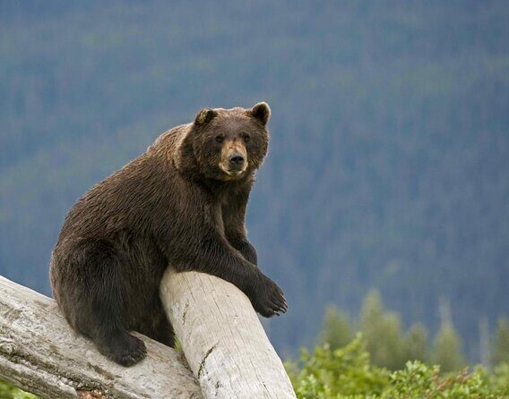 Glaciers and Wildlife: Super Scenic Day Tour from Anchorage - Introduction