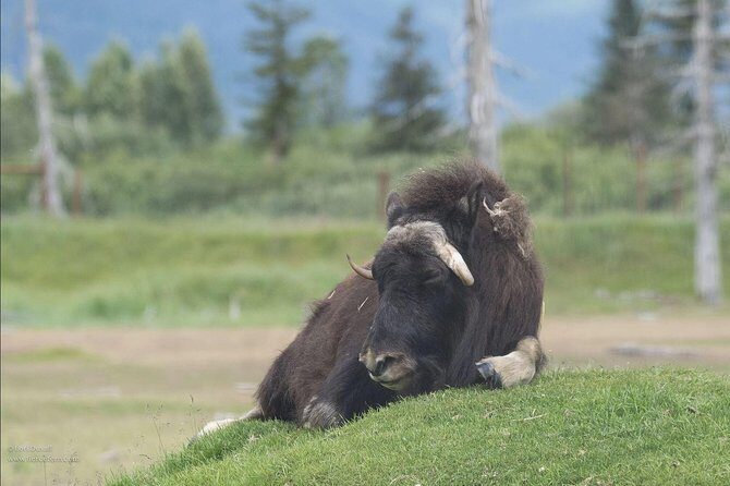 Glaciers and Wildlife: Super Scenic Day Tour from Anchorage - Authentic Experiences & Review Highlights