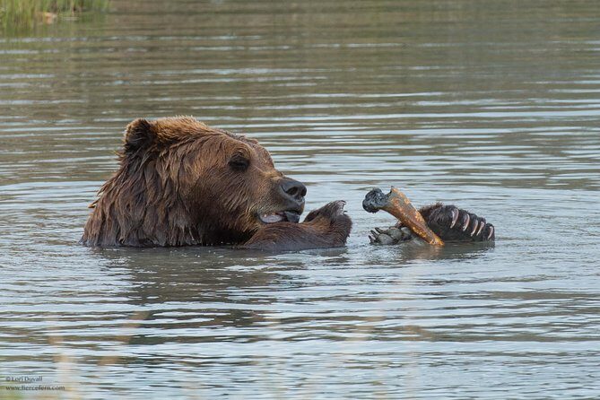 Glaciers and Wildlife: Super Scenic Day Tour from Anchorage - FAQ