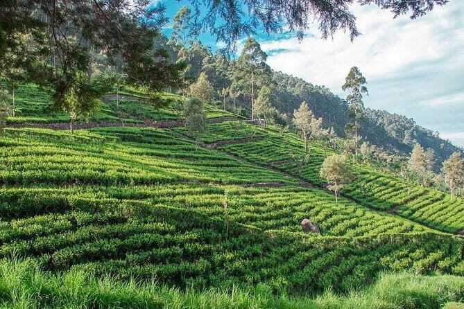 Glamour Of Sri Lanka | 7 Days - Key Points