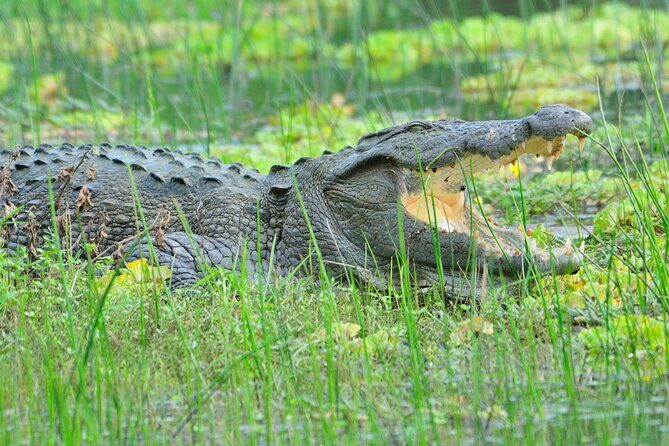 Glamping & Safari - Wilpattu National Park 1 night 2 days - Key Points