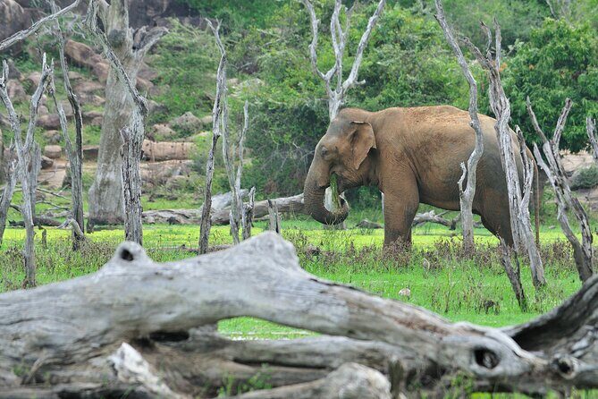 Glamping & Safari - Wilpattu National Park 1 night 2 days - What Travelers Can Expect and Why It Matters