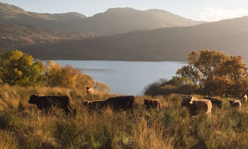 Glasgow and Scottish Lakes Tour in Italian - An Overview of the Tour Experience