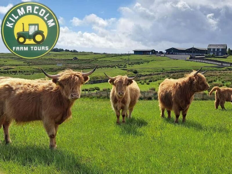 Glasgow: Highland Cow Trailer Tour with home baking - Key Points