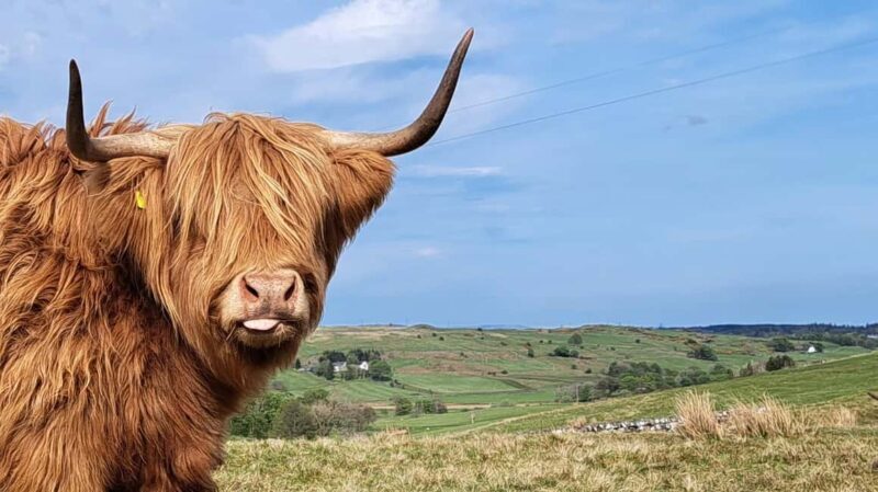 Glasgow: Highland Cow Trailer Tour with home baking - An Authentic Taste of Scottish Farming