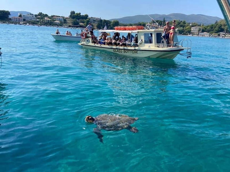 Glass boat cruises to spot turtles - An In-Depth Look at the Glass Bottom Turtle Spotting Cruise