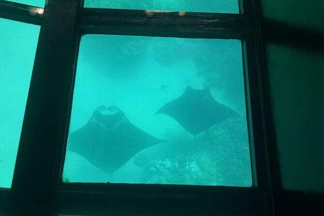 Glass-Bottom Boat Cruise from Waikoloa - The Sum Up