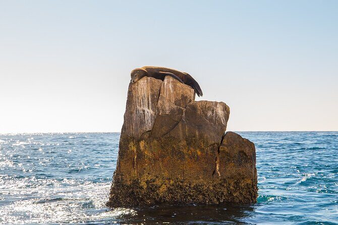 Glass Bottom Boat in Cabo San Lucas, free time in Playa del Amor - Final Thoughts: Is This Tour Right for You?