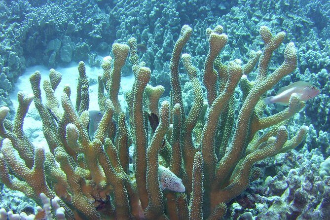 Glass-Bottom Boat Reef Tour - Final Thoughts: Is This Tour Worth It?