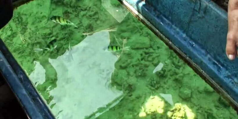 Glass Bottom Boat Ride in Trincomalee - Overview of the Glass Bottom Boat Ride