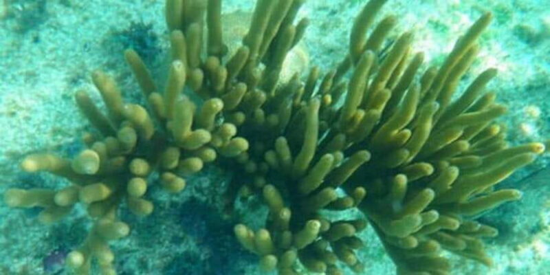 Glass Bottom Boat Ride in Trincomalee - FAQ