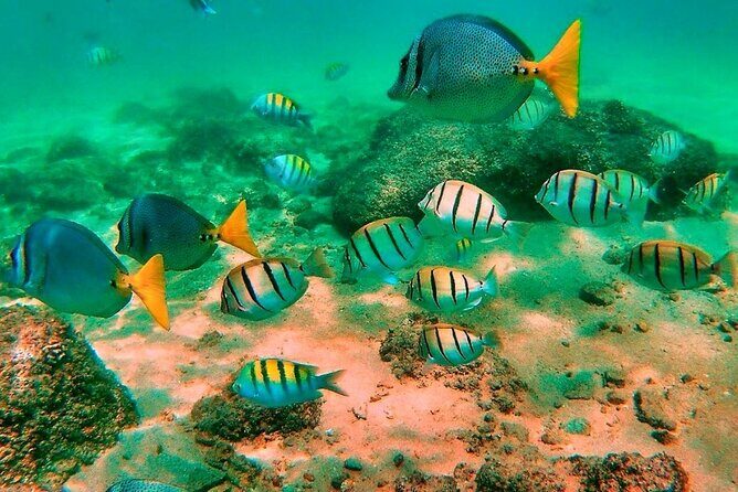 Glass Bottom Boat Sightseeing Tour in Cabo San Lucas - The Experience: Pros and Cons