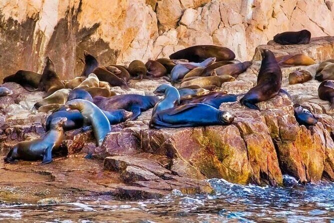 Glass Bottom Boat Sightseeing Tour in Cabo San Lucas - Frequently Asked Questions