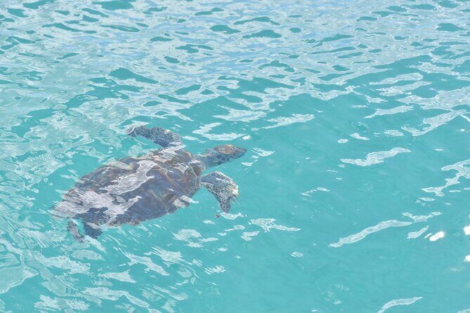 Glass Bottom Boat Snorkeling With Turtles & Shipwreck In Barbados - Authenticity and Authentic Experiences