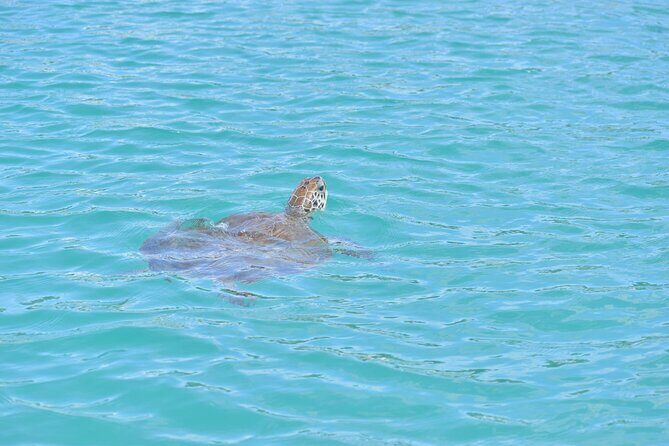 Glass Bottom Boat Snorkeling With Turtles & Shipwreck In Barbados - Frequently Asked Questions