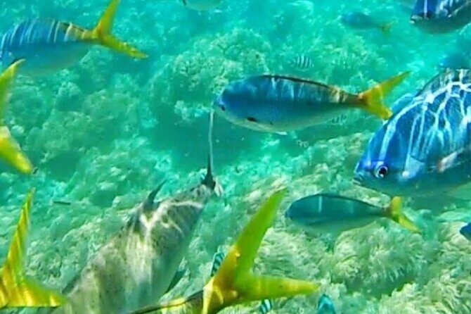 Glass Bottom Boat Water Activity in Montego Bay Jamaica - Key Points