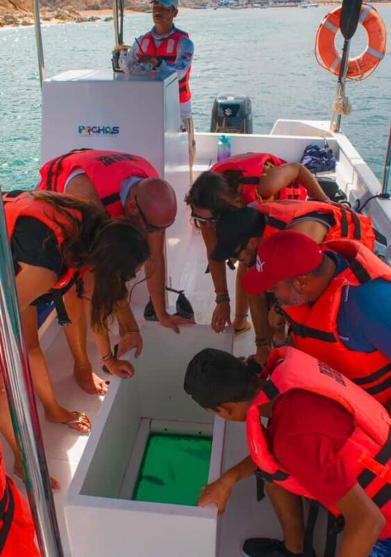 Glass bottom boat whale watching - An Honest Look at the Tour Experience