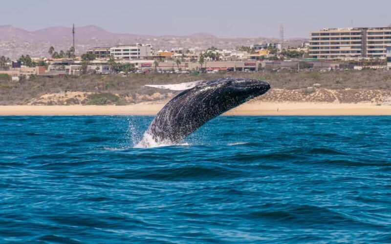 Glass bottom boat whale watching - Final Thoughts