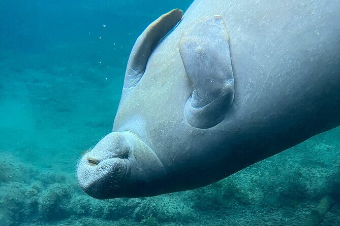 Glass Bottom Kayak Tours of Silver Springs - What to Expect from the Tour