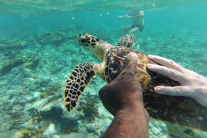 Glass Bottom Nylon Pool Tour in Buccoo Reef - Who Should Consider This Tour?