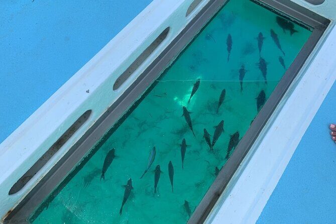 GlassBottom Catamaran with Slide - The Real Experience: What Travelers Say